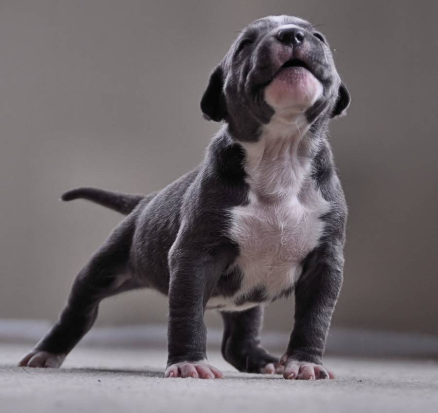 SXM 2012 male cc 4 - Worlds Finest Pit Bulls