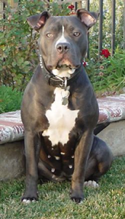 ablepaws built tonka tuff - Worlds Finest Pit Bulls