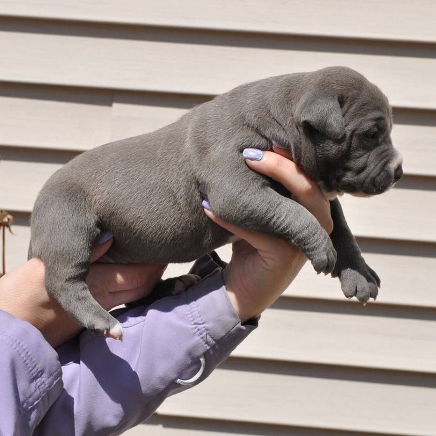beast a - Worlds Finest Pit Bulls