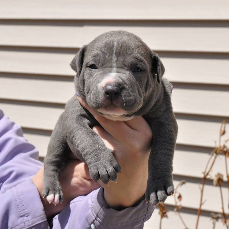 beast b - Worlds Finest Pit Bulls