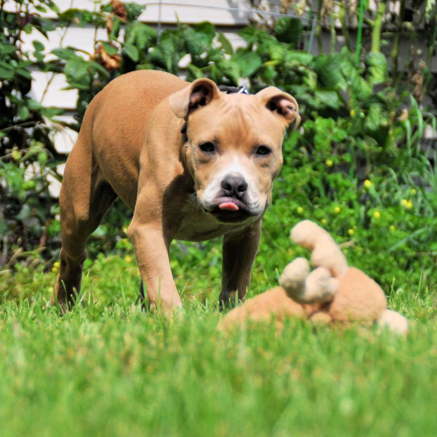 grumpy16wa - Worlds Finest Pit Bulls