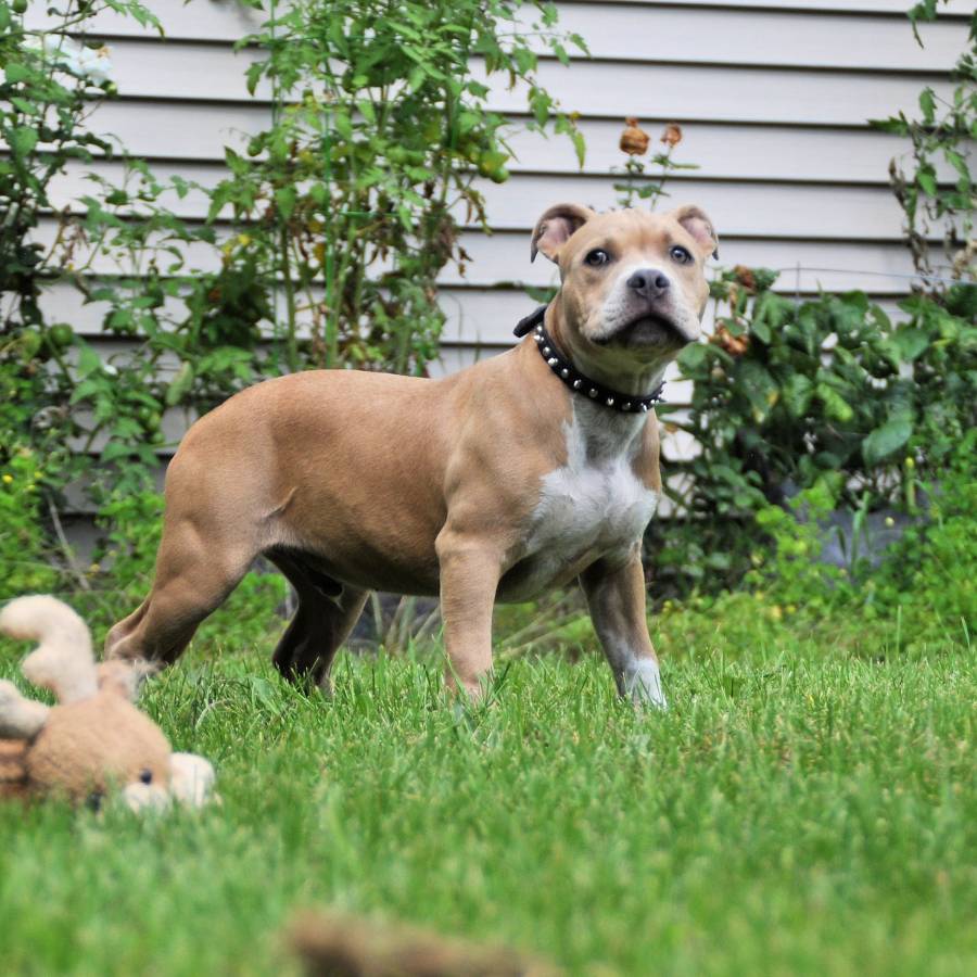 grumpy16waaaaaaaaaaa - Worlds Finest Pit Bulls