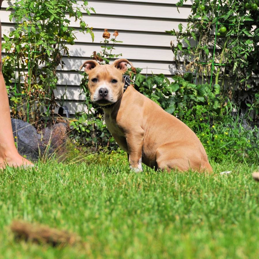 grumpy16waaaaaaaaaaaa - Worlds Finest Pit Bulls