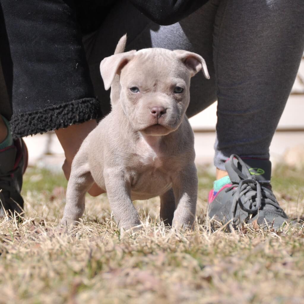 hxd 7wo m dd pitbull puppy for sale - Worlds Finest Pit Bulls