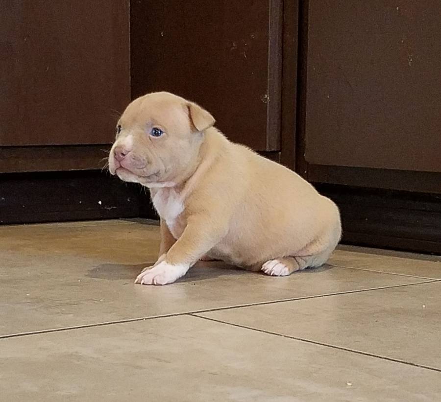 hxvfemalescc - Worlds Finest Pit Bulls