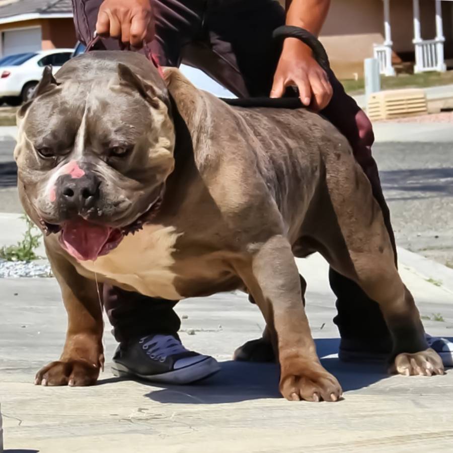 Pitbull Bully Hall of Fame - Worlds Finest Pit Bulls